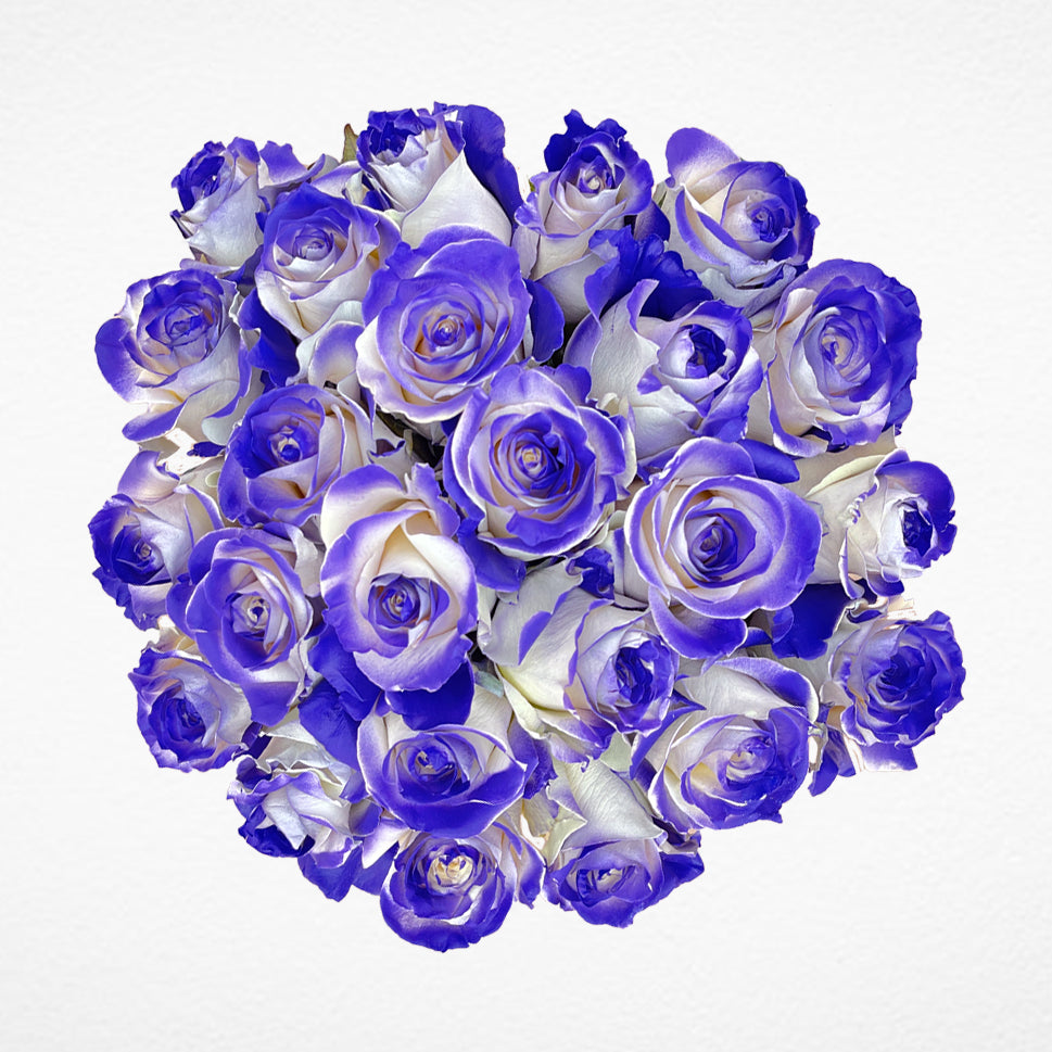 White Roses with Purple Tips Delivery – Rosaholics Wholesale