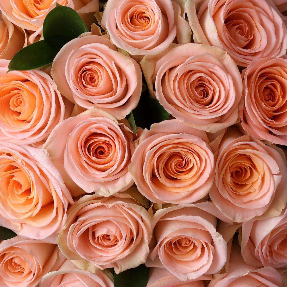 Order Peach Roses Wholesale Online – Rosaholics Wholesale